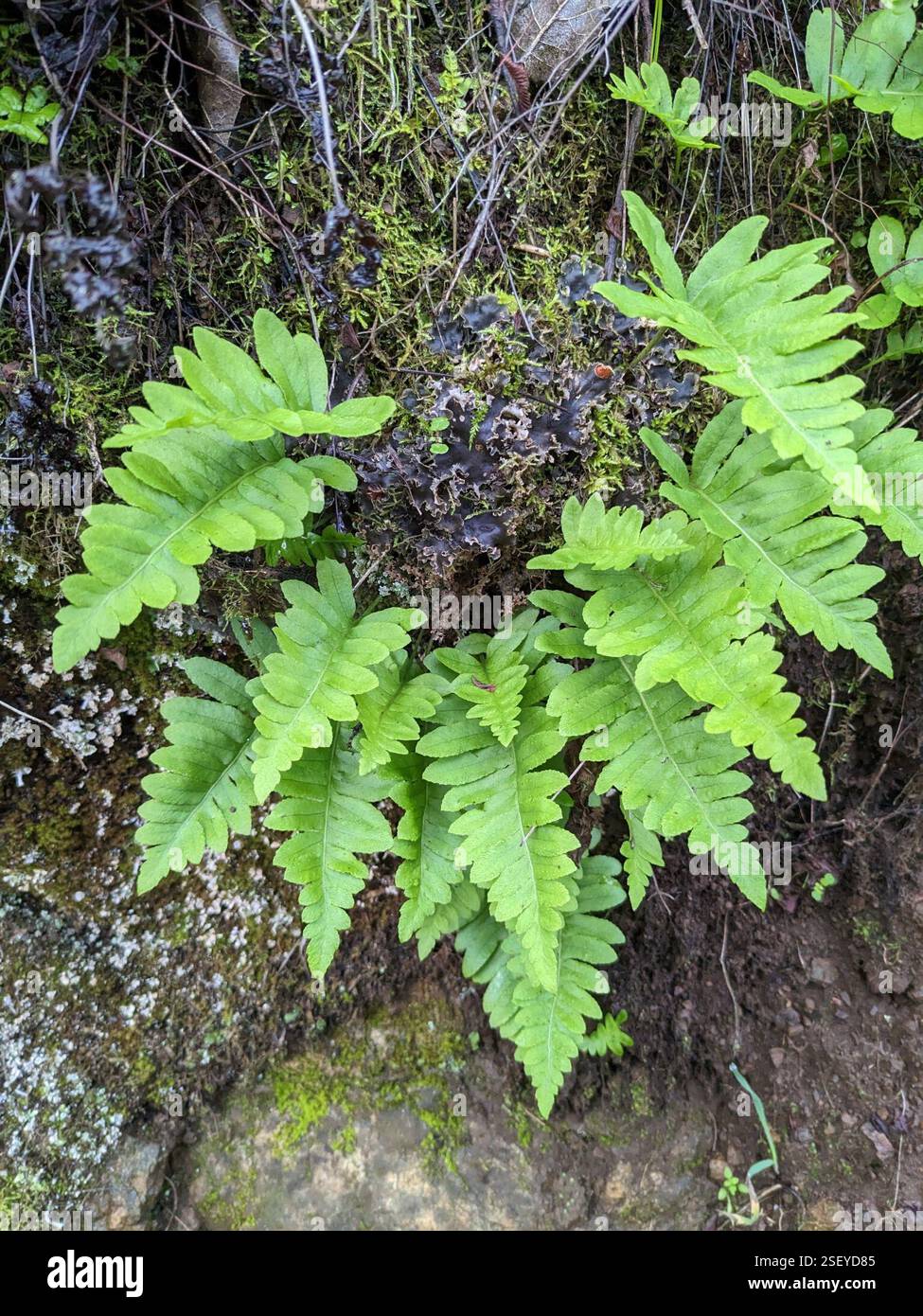 California Polypody (Polypodium californicum), Plantae, Los Altos Hills ...
