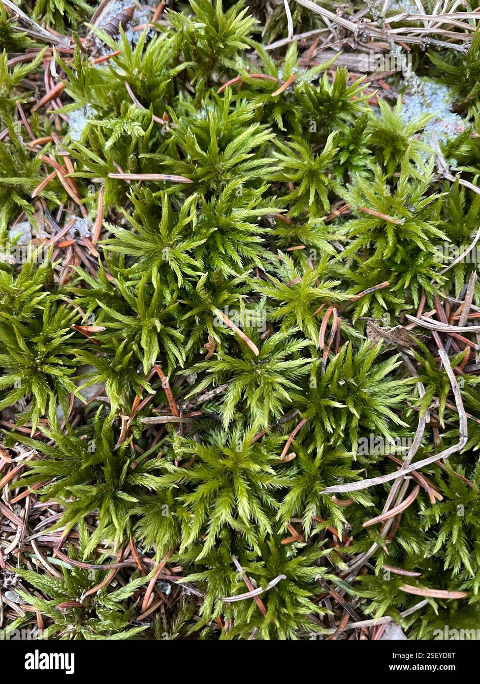 Tree Climacium Moss (Climacium dendroides), Plantae, Road 637 ...