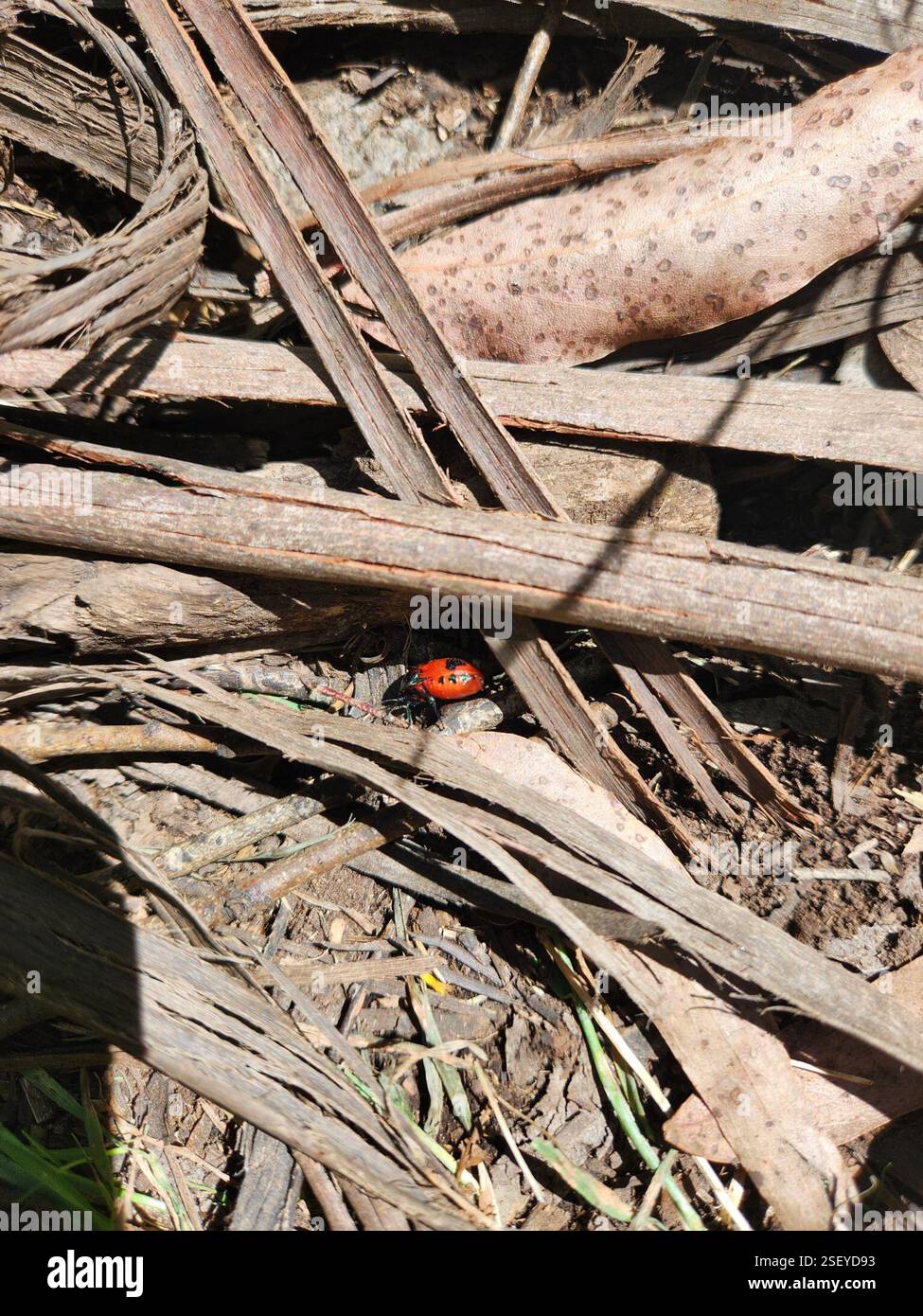 Stink Bugs, Shield Bugs, and Allies (Pentatomoidea), Insecta, Warburton ...