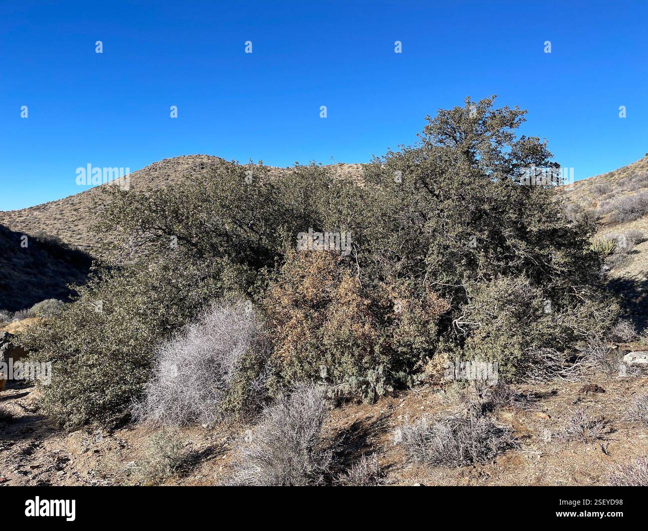 Sonoran scrub oak (Quercus turbinella), Plantae, Clark County, US-NV ...