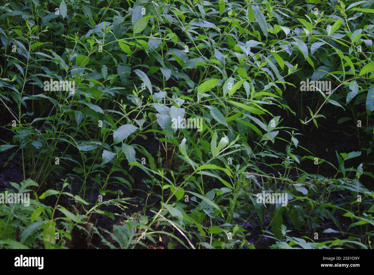 swamp loosestrife (Decodon verticillatus), Plantae, Le Vieux-Longueuil ...