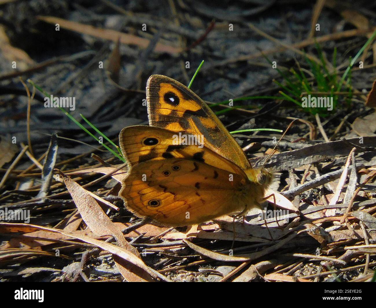 Common Brown (Heteronympha merope), Insecta, Hobart TAS, Australia ...
