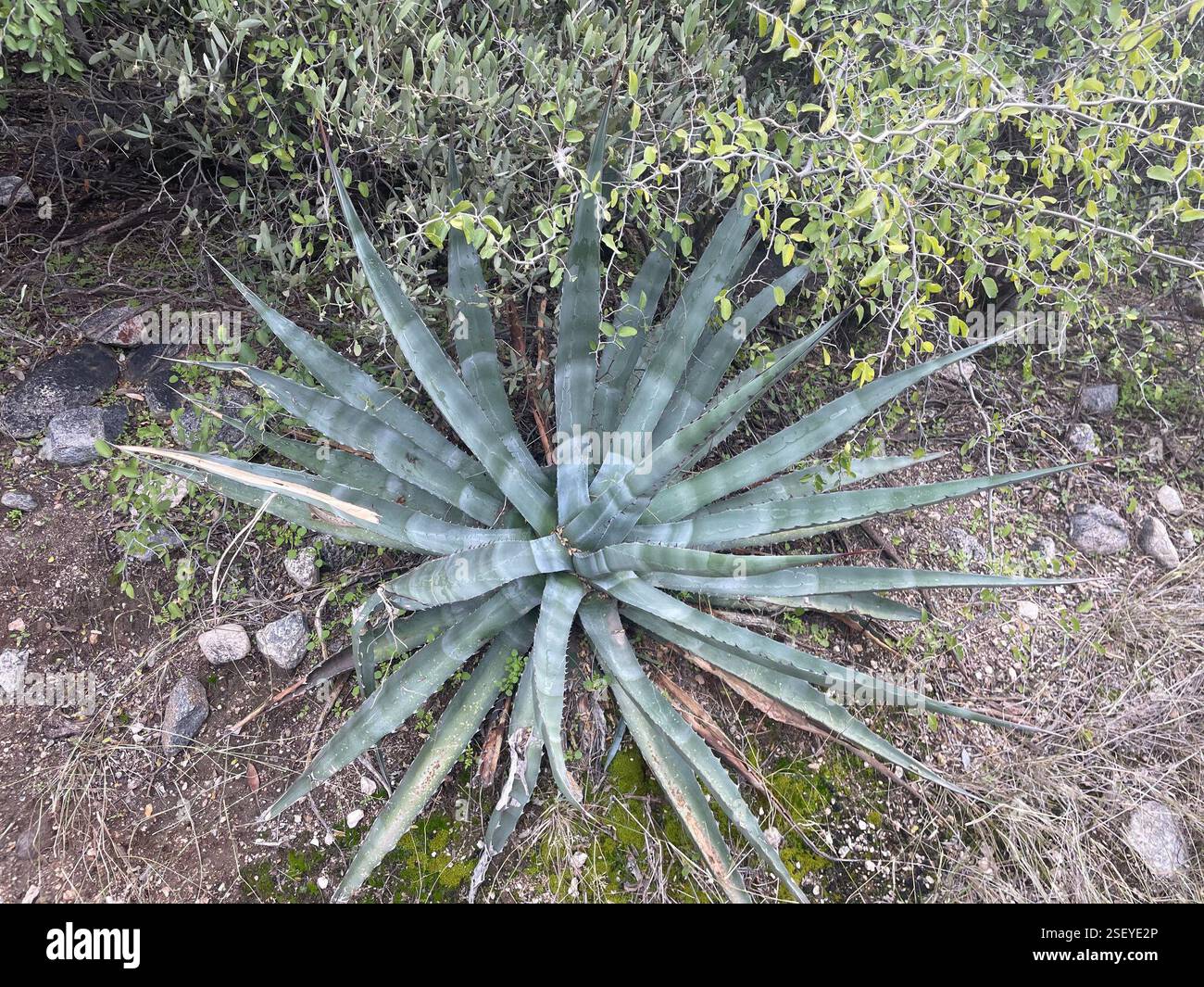 century plants (Agave), Plantae, Coronado National Forest, Tucson, AZ ...