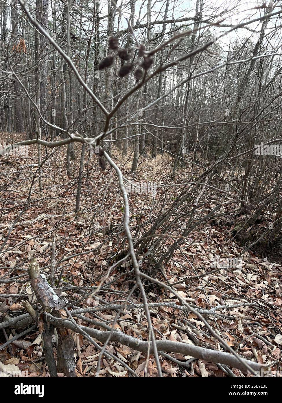 smooth alder (Alnus serrulata), Plantae, North Carolina, US, Swamp edge ...