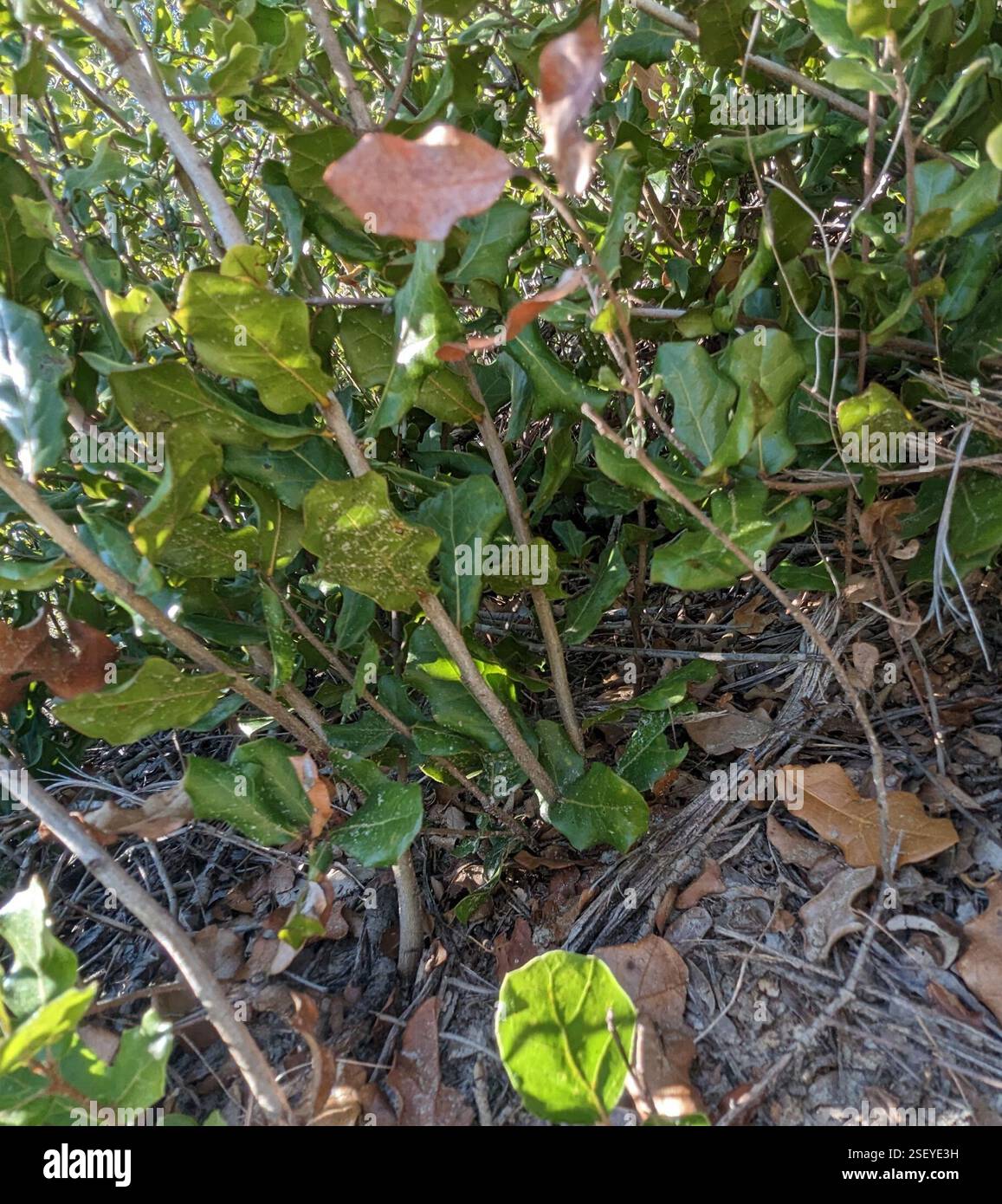 Myrtle Oak (Quercus myrtifolia), Plantae, Spring Hill, FL 34607, USA ...