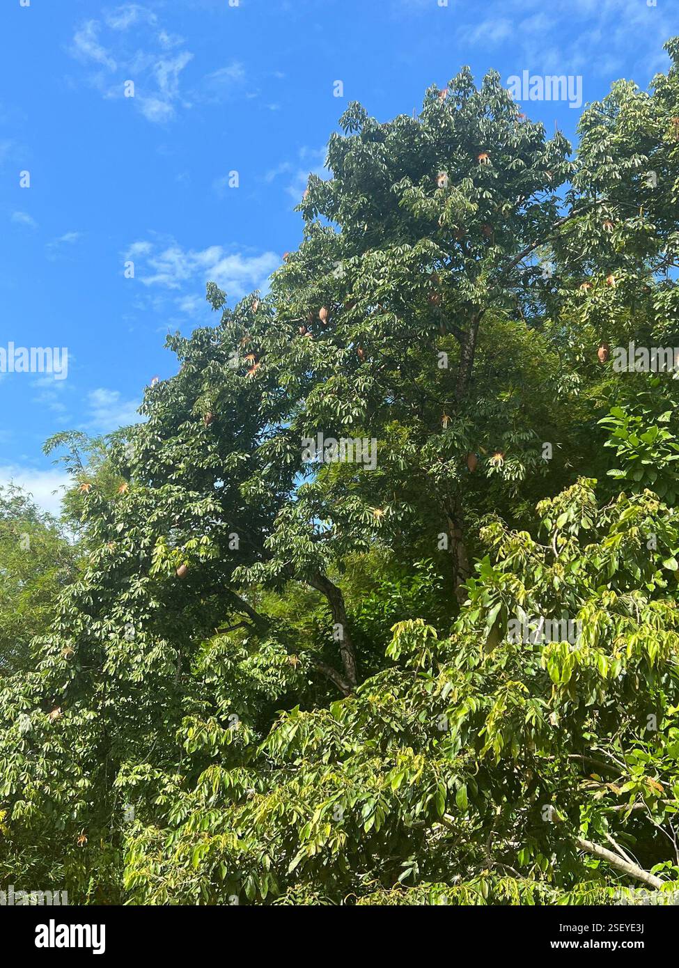 provision tree (Pachira aquatica), Plantae, Toledo, BZ Stock Photo - Alamy