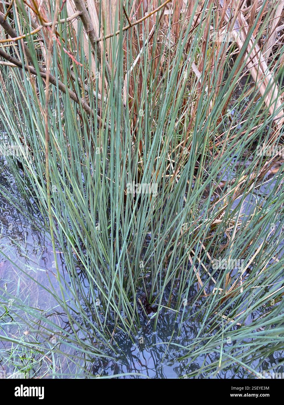 Hard Rush (Juncus inflexus), Plantae, Stamford Green, Epsom, England ...