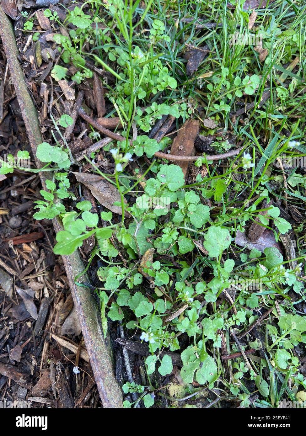 Nursery bittercress (Cardamine occulta), Plantae, Los Angeles County ...