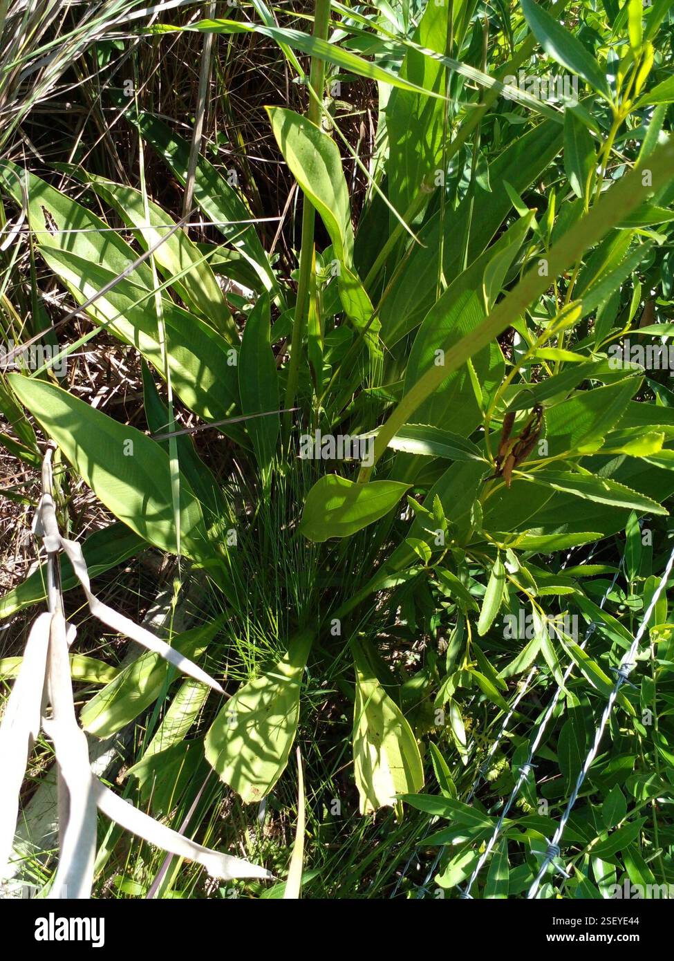 monocots (Liliopsida), Plantae, Paraguay Stock Photo - Alamy