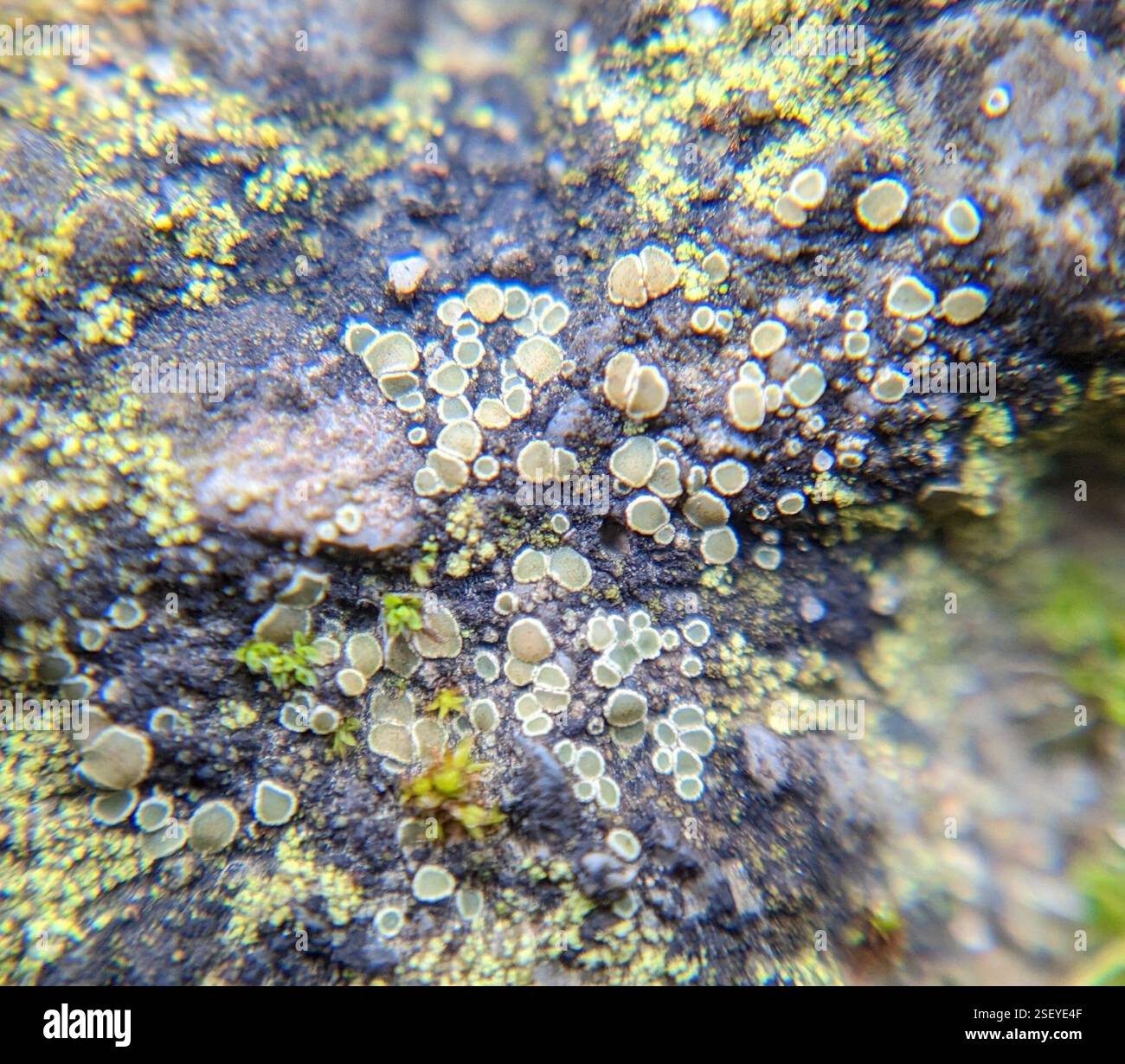 (Myriolecis), Fungi, West End, Vancouver, BC, Canada, Growing on a rock ...