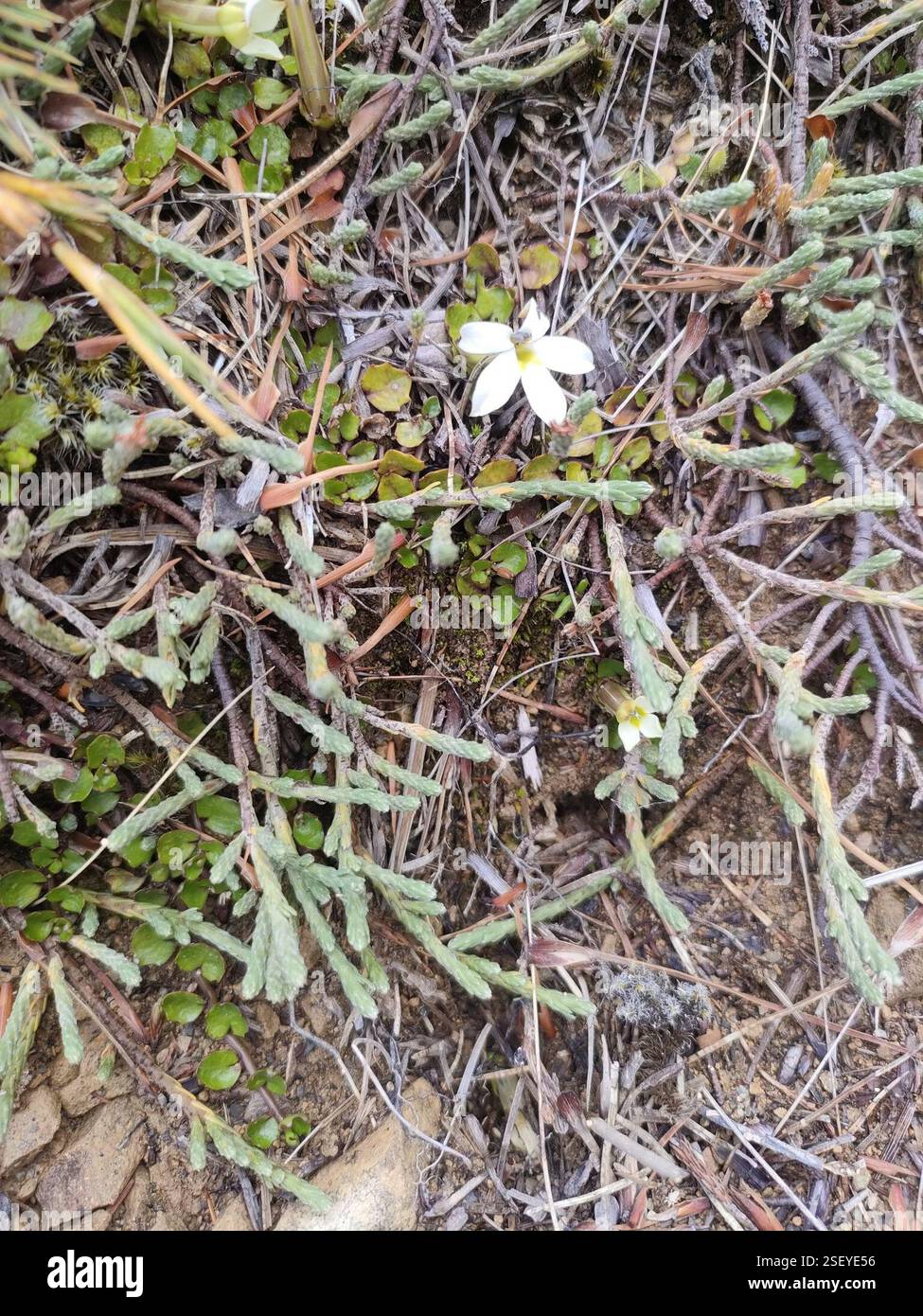 alpine kelleria (Kelleria dieffenbachii), Plantae, Korowai Torlesse ...