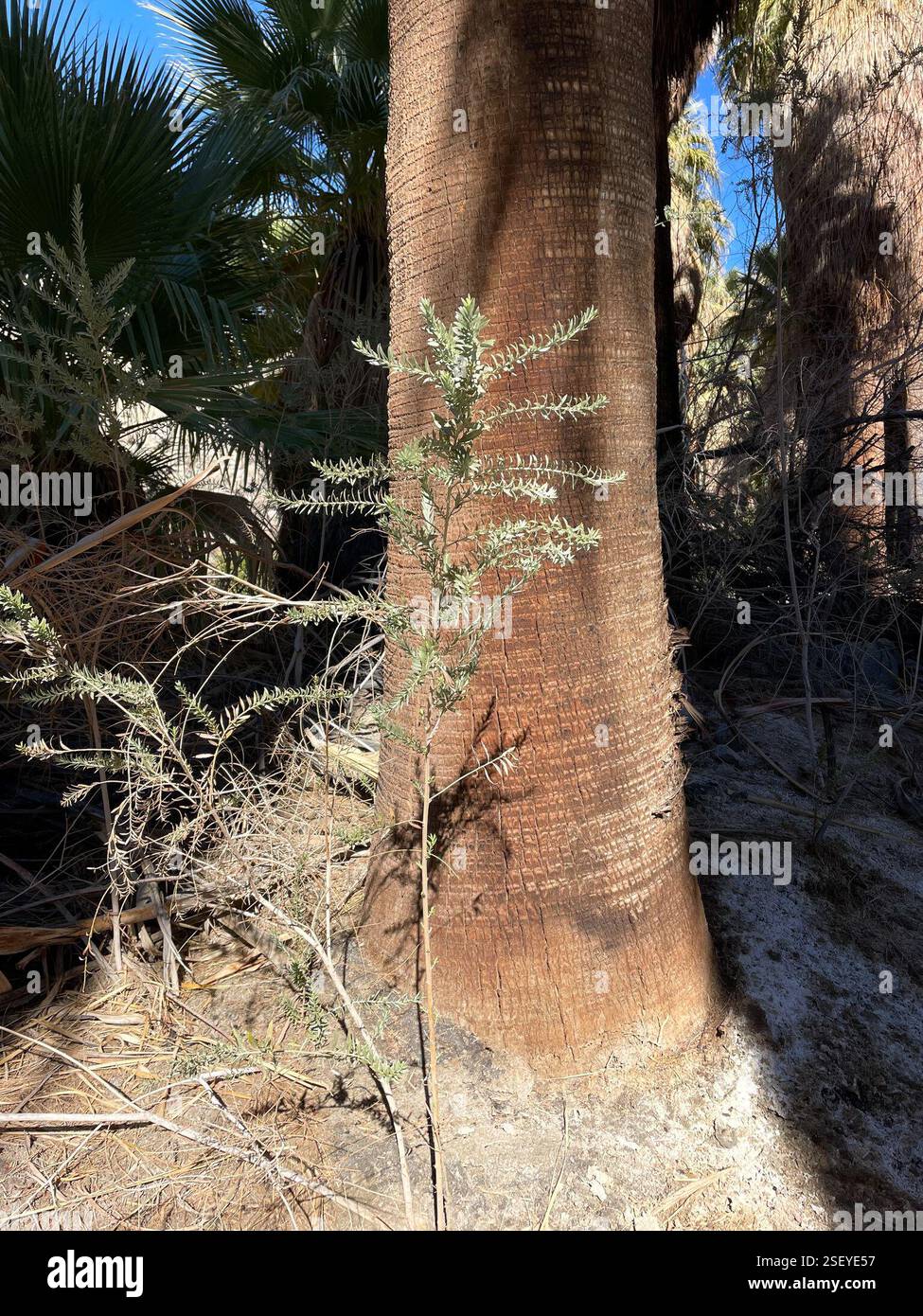 arrowweed (Pluchea sericea), Plantae, Indio Hills Palms Park Property ...