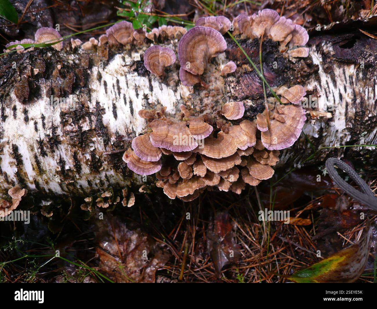 violet-toothed polypore (Trichaptum biforme), Fungi ...