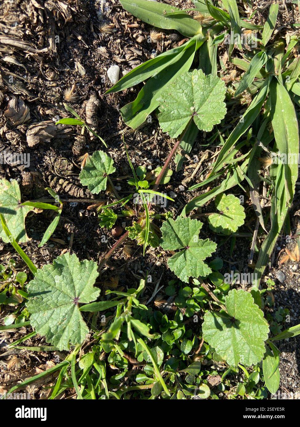 Mallows (Malva), Plantae, Los Angeles County, US-CA, US Stock Photo - Alamy