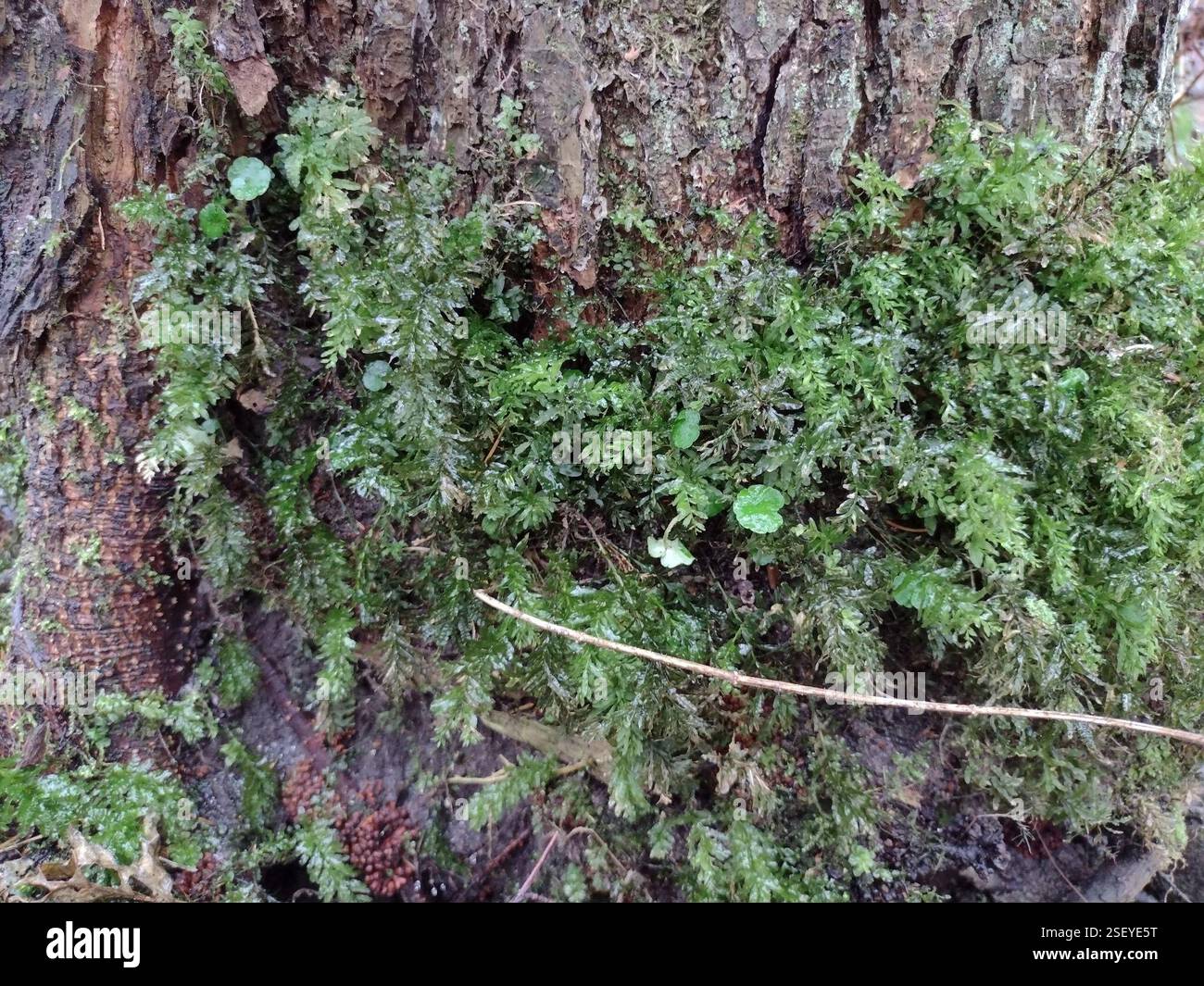 Palm-tree Moss (Plagiomnium undulatum), Plantae, Chwarzno-Wiczlino ...