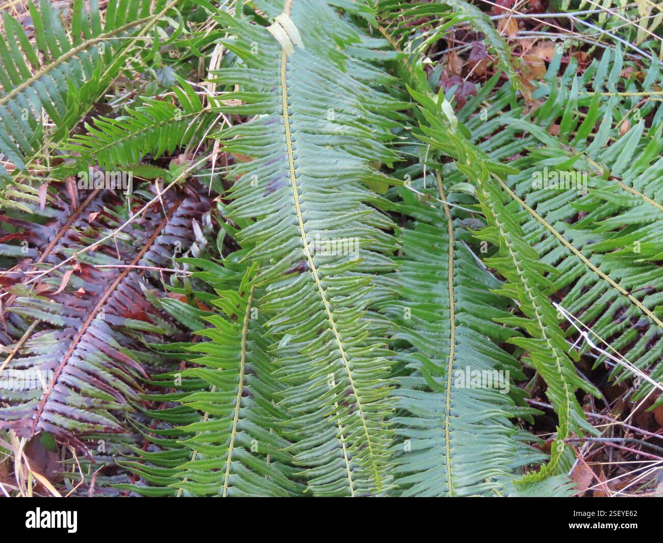 western sword fern (Polystichum munitum), Plantae, Capital, BC, Canada ...