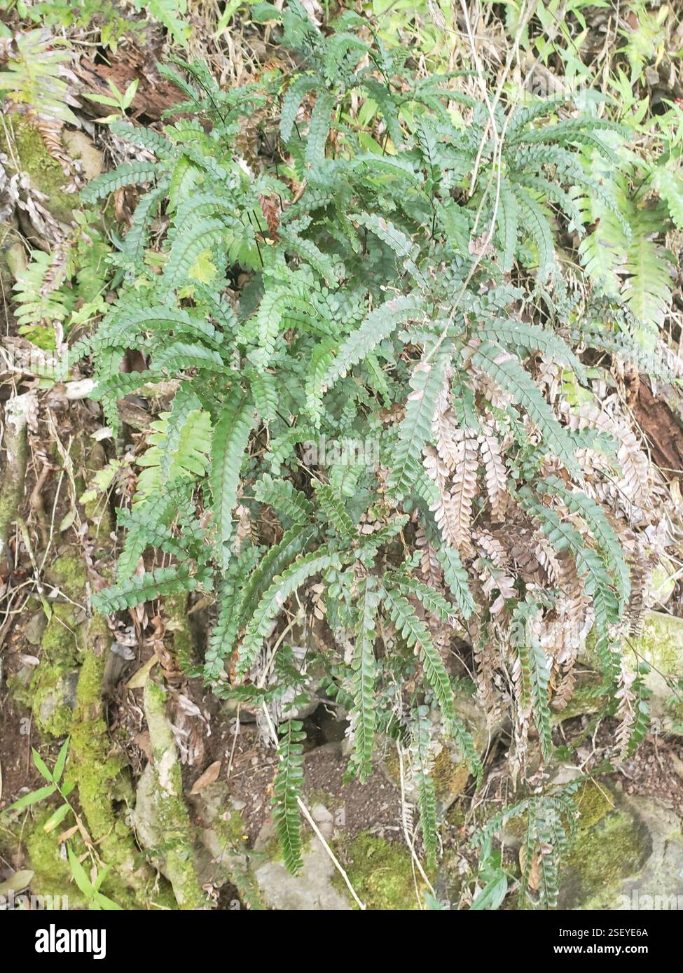 Rough Maidenhair Fern (Adiantum hispidulum), Plantae, Pearl City ...