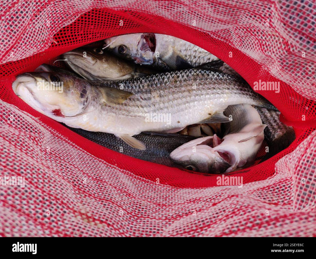 Thicklip Grey Mullet (Chelon labrosus), Actinopterygii, Hanstholm, 7730 ...