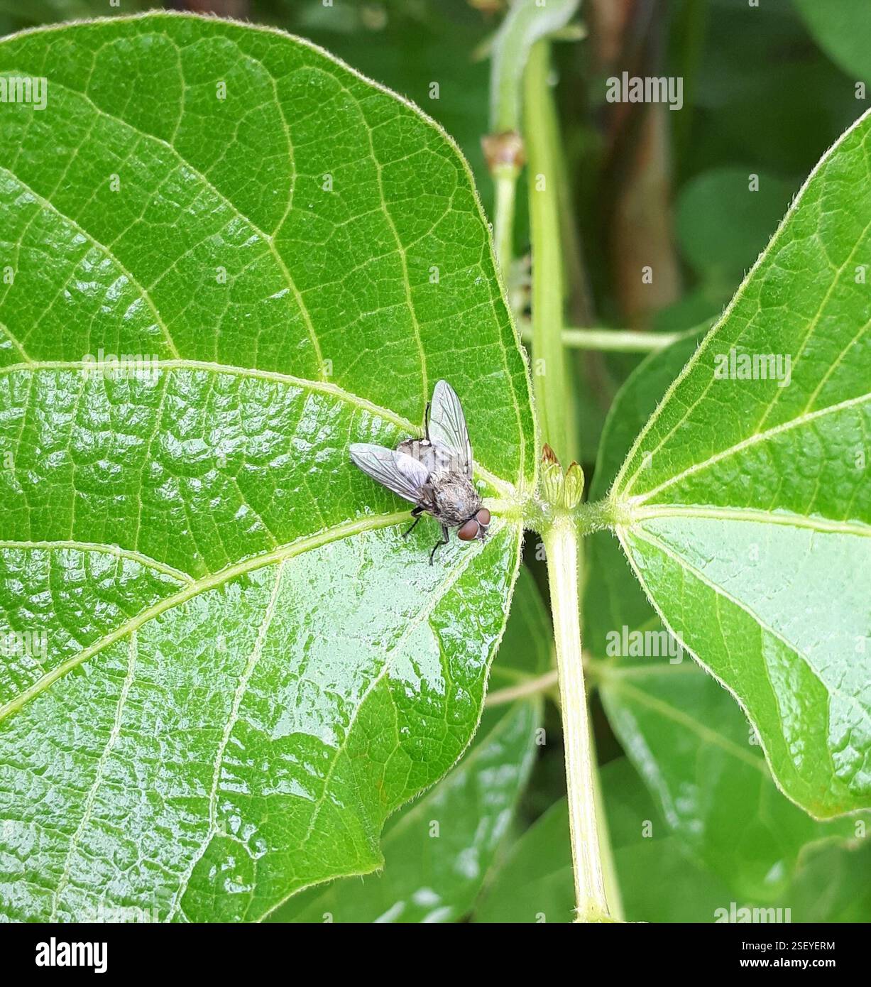 Cluster Flies (Pollenia), Insecta, Fairfield, Lower Hutt 5011, New ...