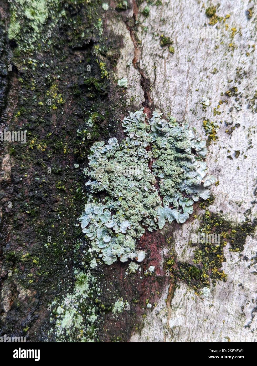 typical shield lichens (Parmelioideae), Fungi, Vancouver, BC V6E 2B4 ...