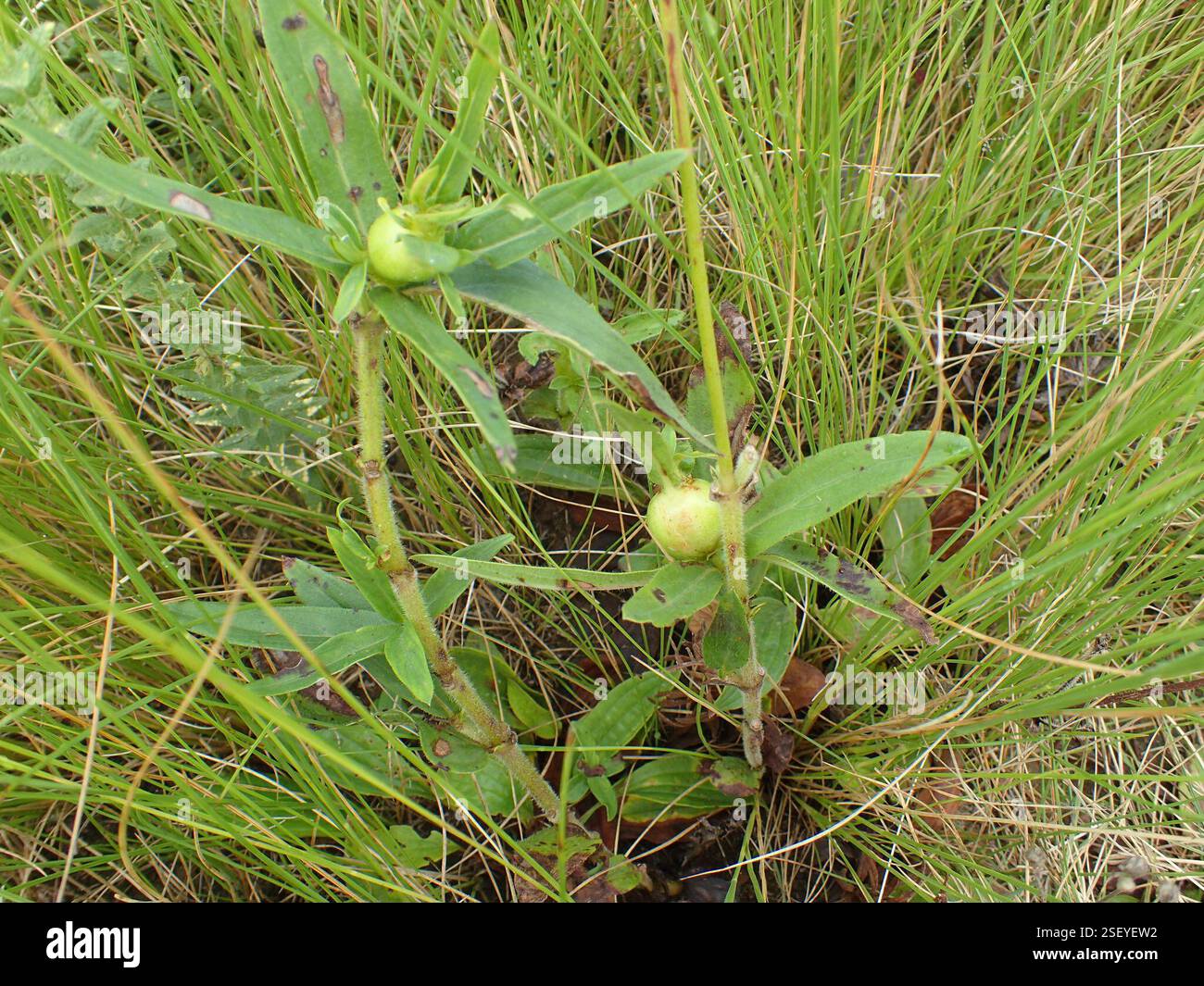 dicots (Magnoliopsida), Plantae, uMgungundlovu District Municipality ...