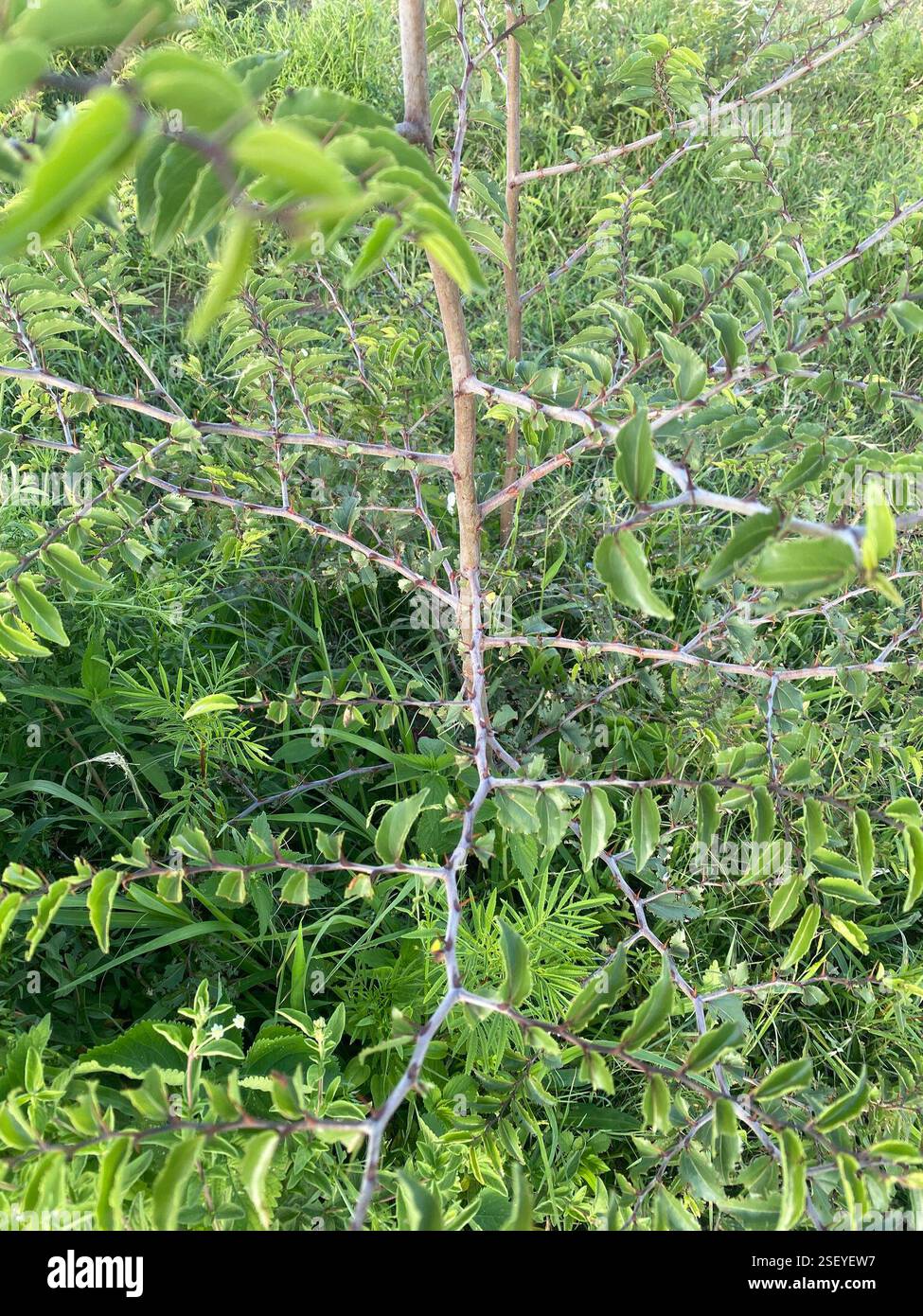 buffalo-thorn (Ziziphus mucronata), Plantae, Polokwane Rural, Pietersburg, LP, ZA Stock Photo ...