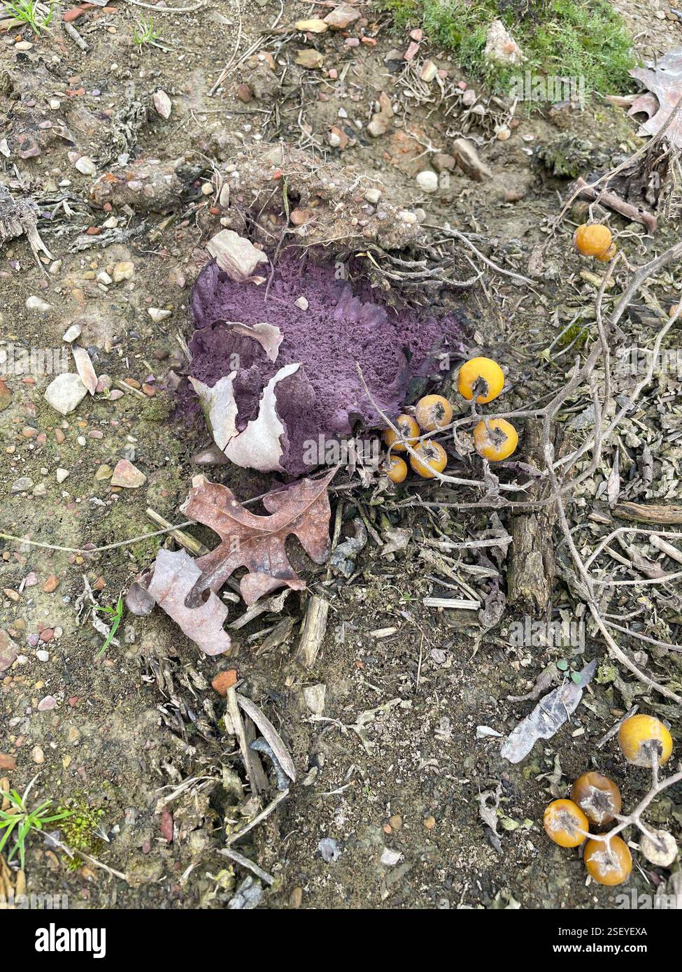 Purple-spored Puffball (Calvatia cyathiformis), Fungi, North Carolina ...