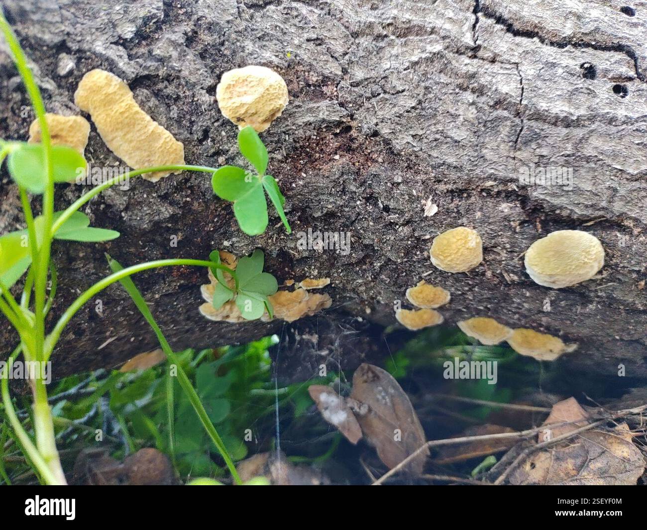 Fungi Including Lichens (Fungi), Fungi, Haviland Hall, Berkeley, CA ...