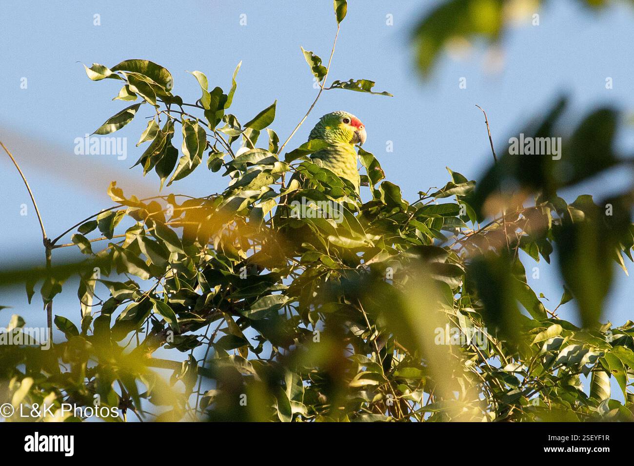 Red-lored Amazon (Amazona autumnalis), Aves, Crooked Tree, Belize Stock ...