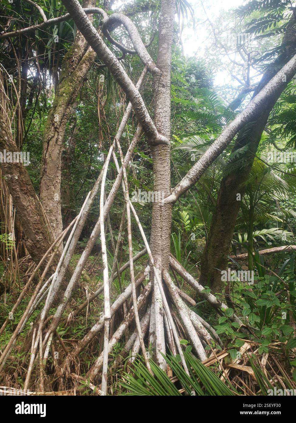 thatch screwpine (Pandanus tectorius), Plantae, Pearl City, HI 96782 ...