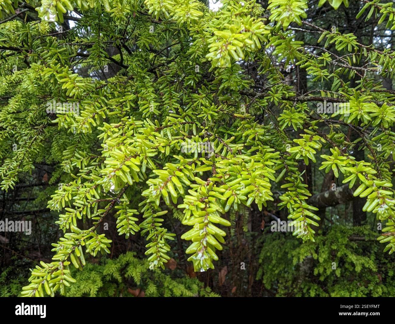 western hemlock (Tsuga heterophylla), Plantae, Vancouver, BC V6G ...