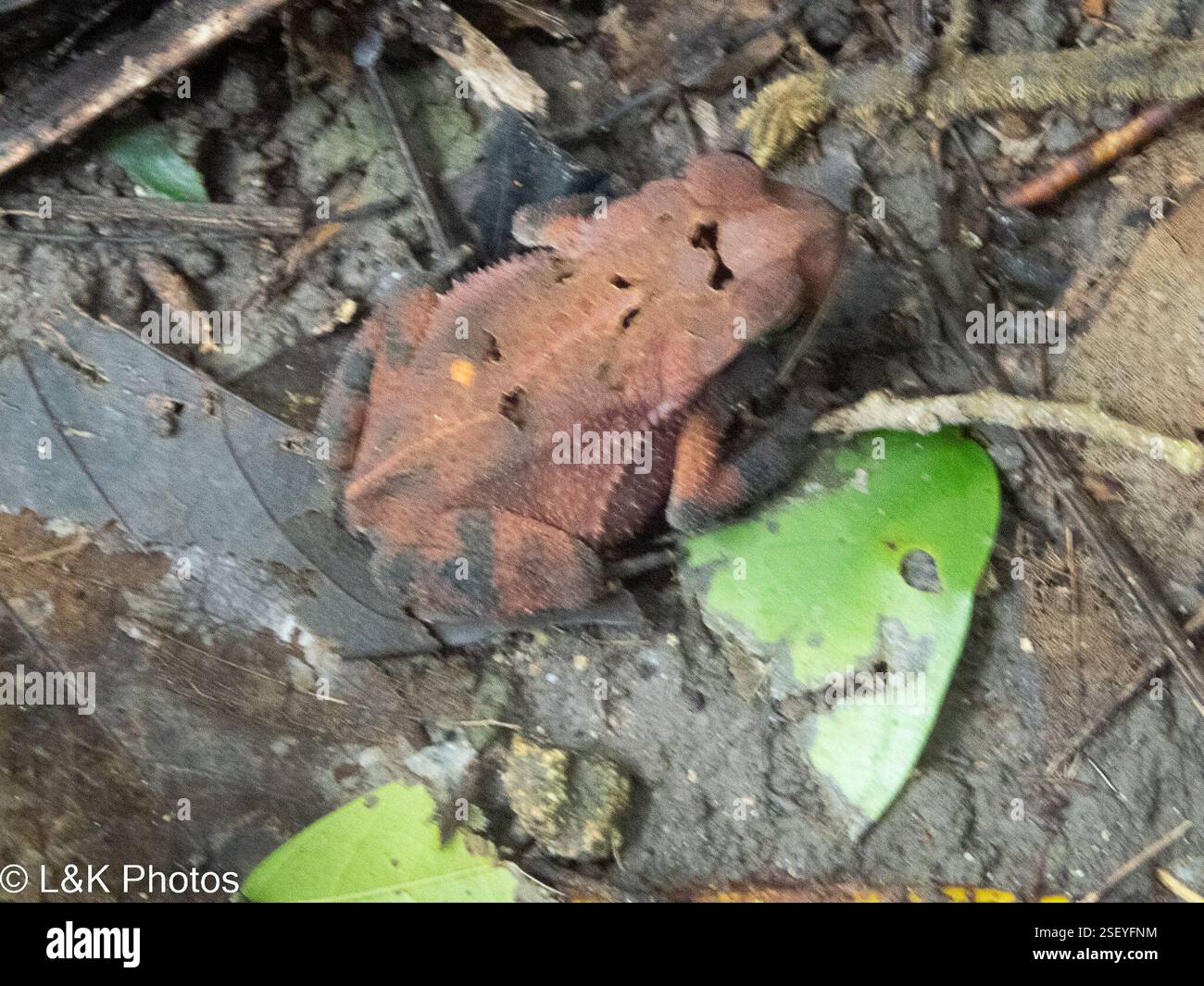 Central American Toads (Incilius), Amphibia, Orange Walk District ...