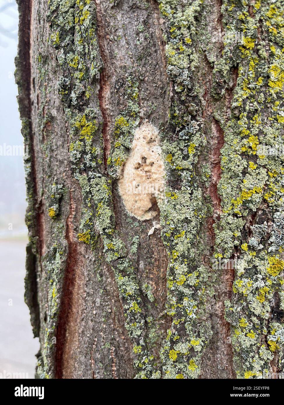 Spongy Moth (Lymantria dispar), Insecta, Railton Ave, London, ON, CA ...