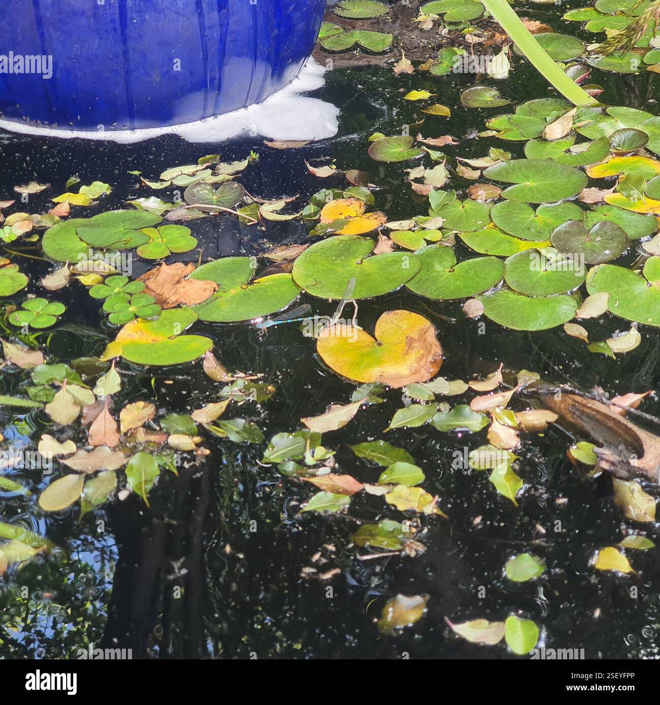 Wandering Ringtail (Austrolestes leda), Insecta, Australian Capital ...