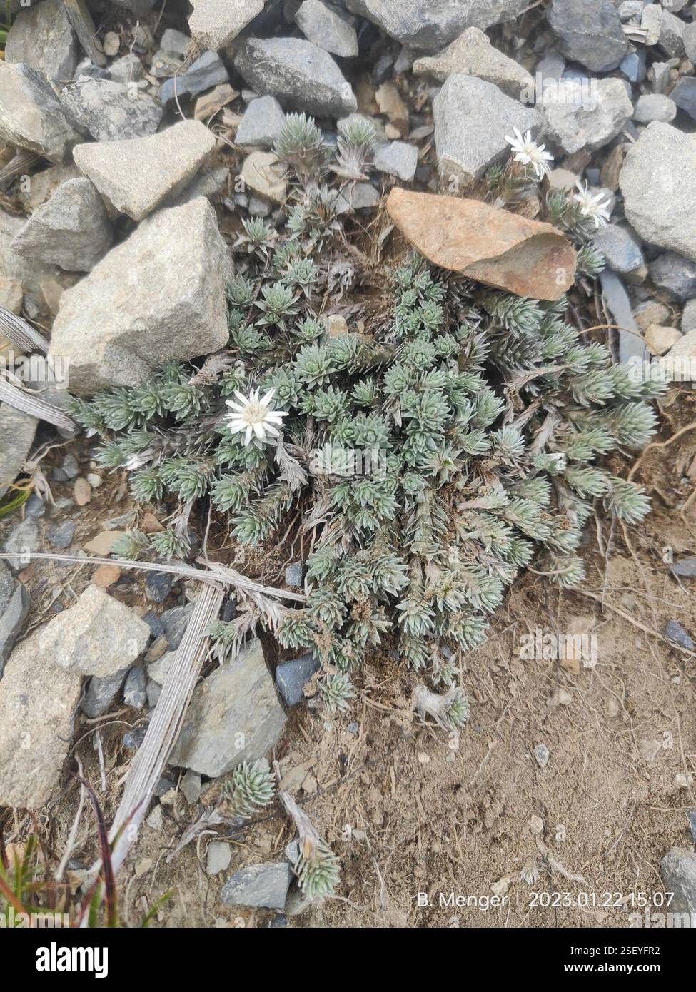 large-flowered mat daisy (Raoulia grandiflora), Plantae, Craigieburn ...