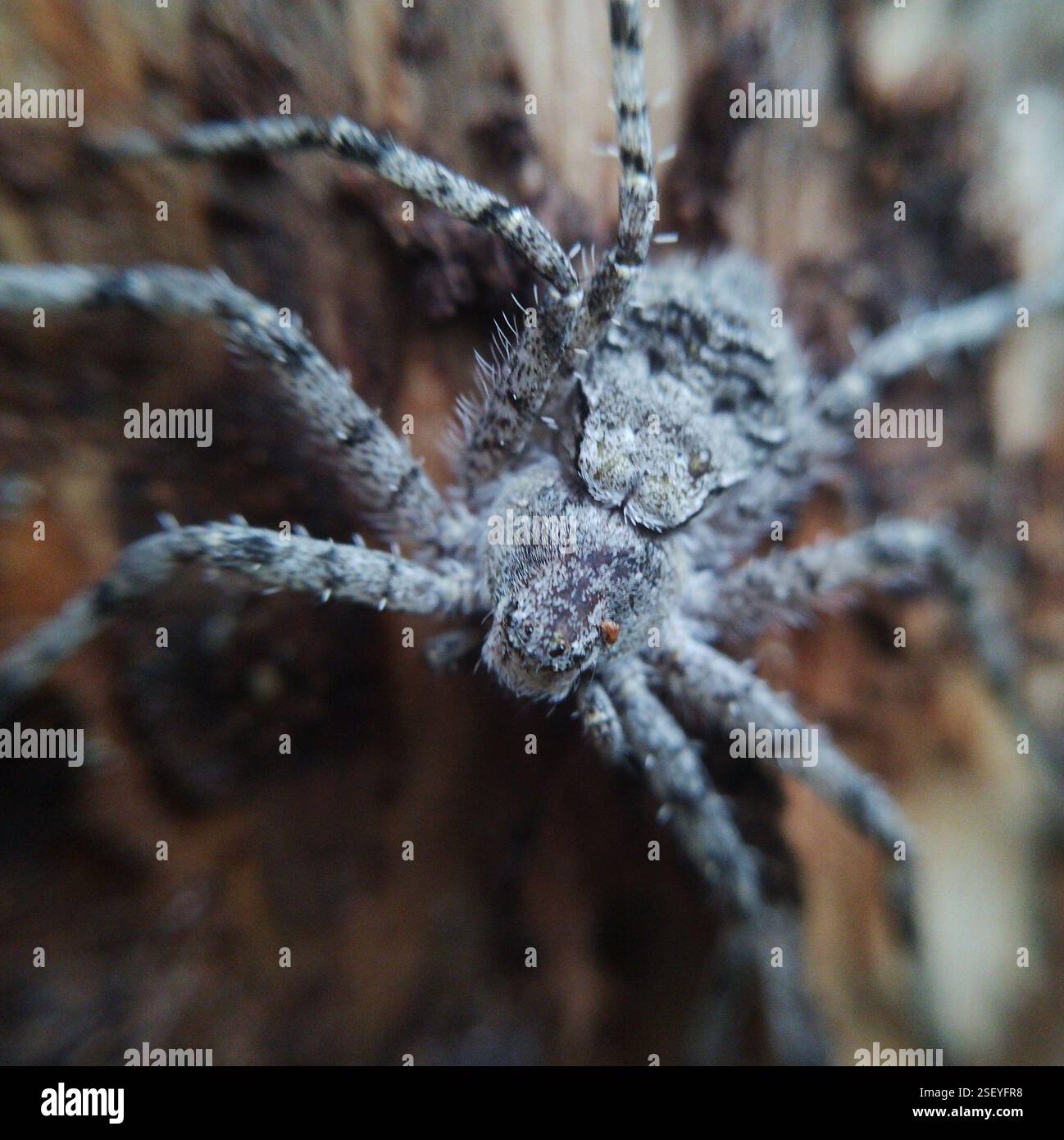 Lichen Running Spider (Philodromus margaritatus), Arachnida, 1756 Sofia ...