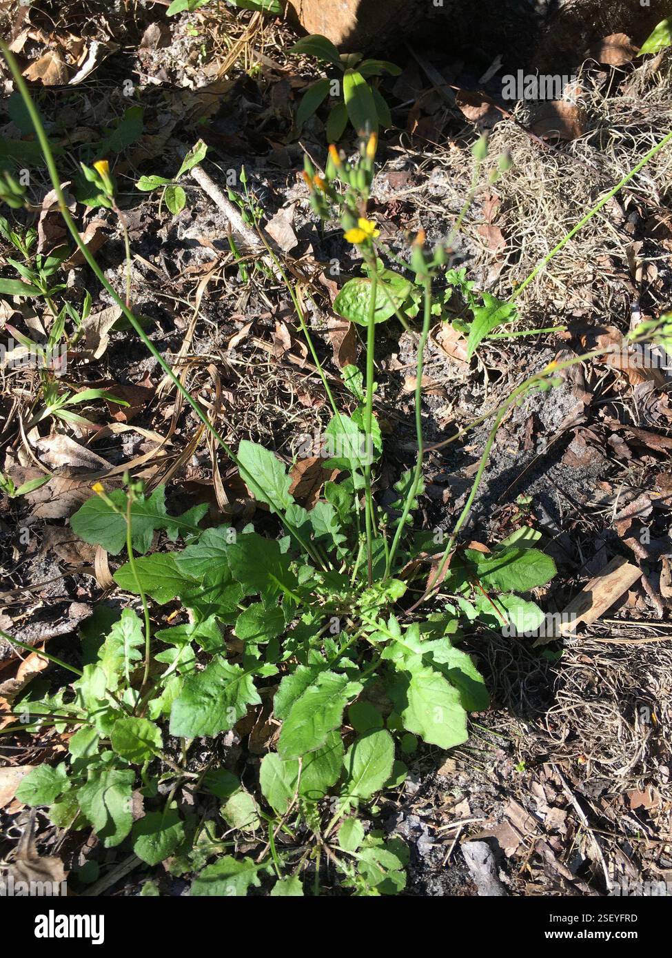 Oriental false hawksbeard (Youngia japonica), Plantae, Highlands ...