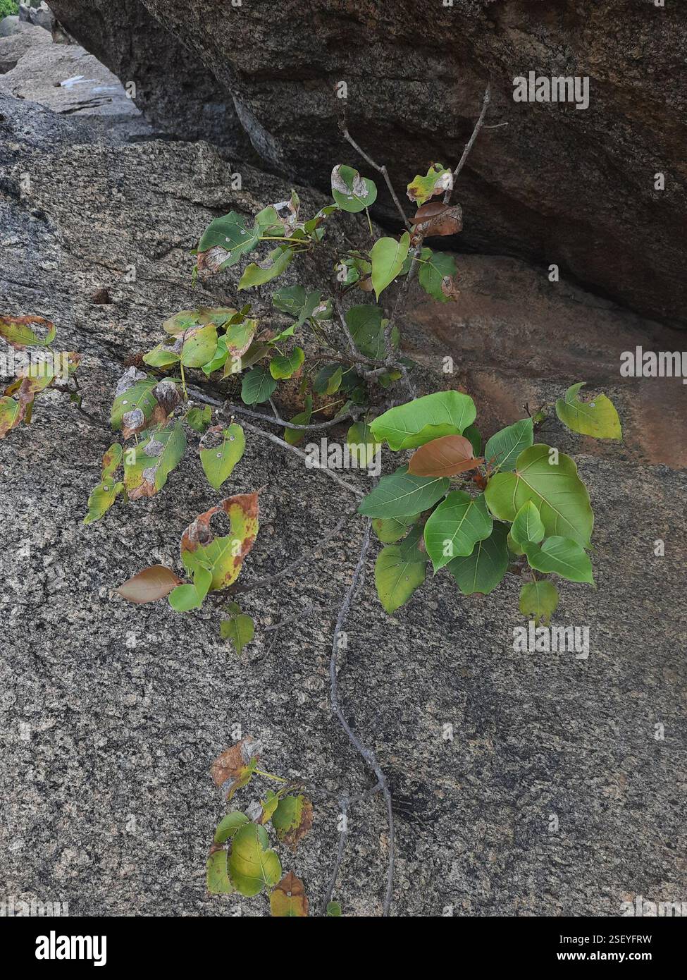 Indian Rock Fig (Ficus arnottiana), Plantae, Pakkamalai R.F Stock Photo ...