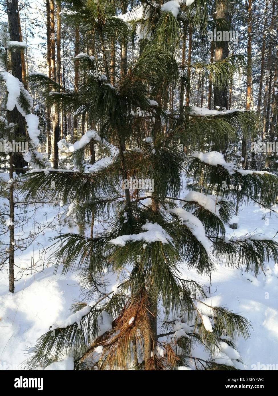 Siberian pine (Pinus sibirica), Plantae, Иркутская обл., Россия, 665490 ...
