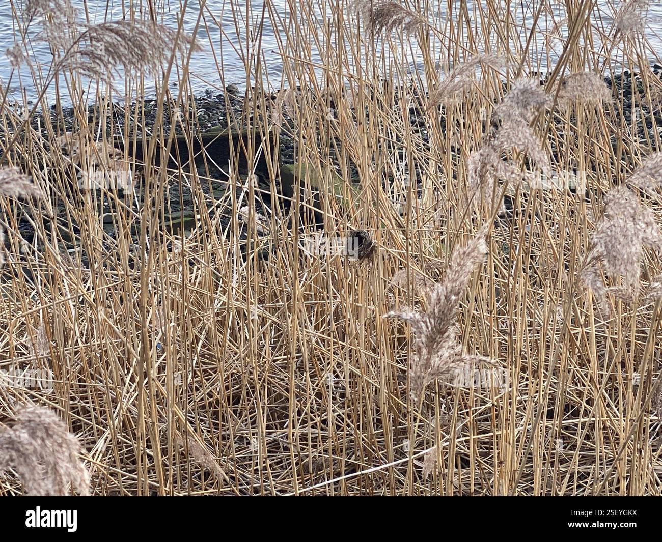 Common Reed Warbler (Acrocephalus scirpaceus), Aves, Olympian Way ...