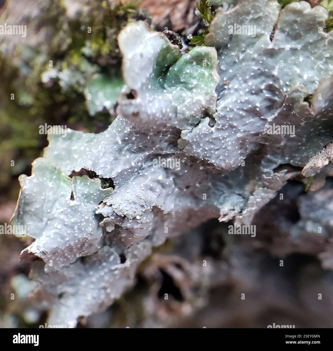 rough speckled shield lichen (Punctelia rudecta), Fungi, Hilton Falls ...