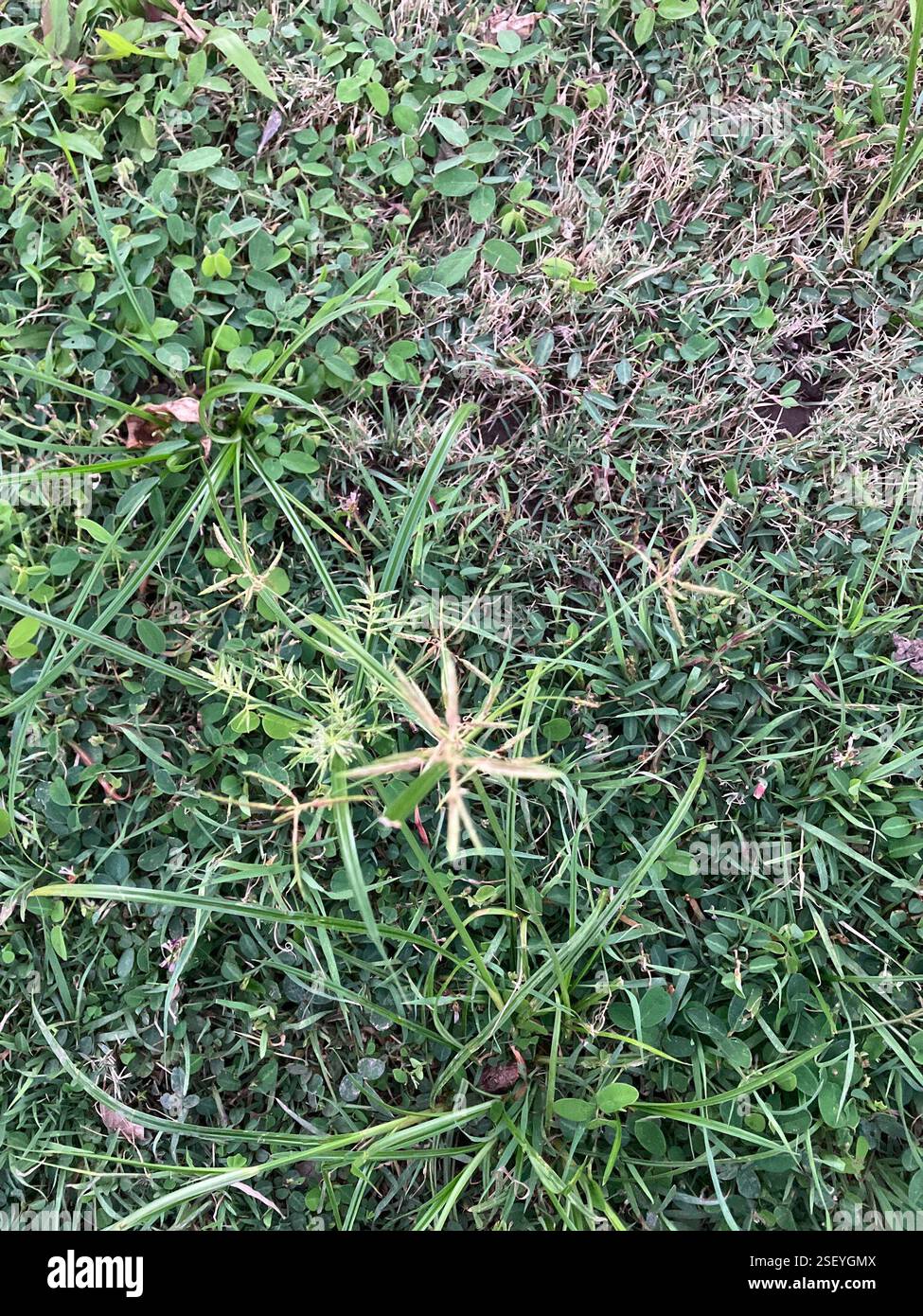 Roadside Flatsedge (Cyperus sphacelatus), Plantae, Saint Peter, MS ...