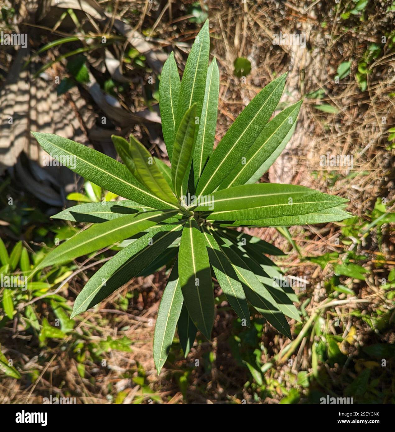 oleander (Nerium oleander), Plantae, Spring Hill, FL 34607, USA, Not ...