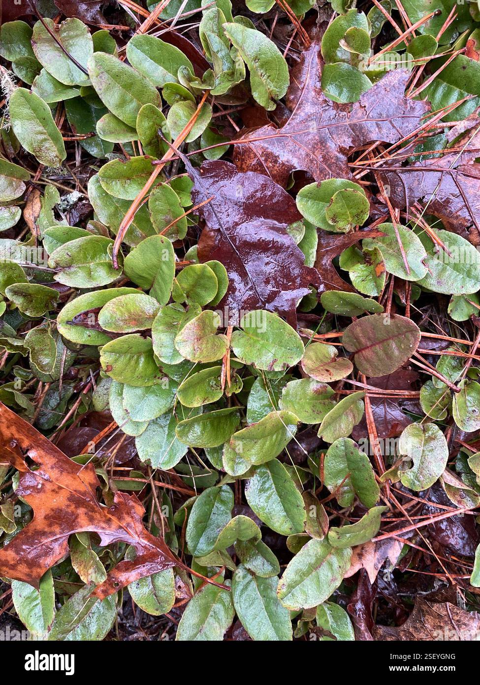 trailing arbutus (Epigaea repens), Plantae, Harwich, MA, US Stock Photo - Alamy