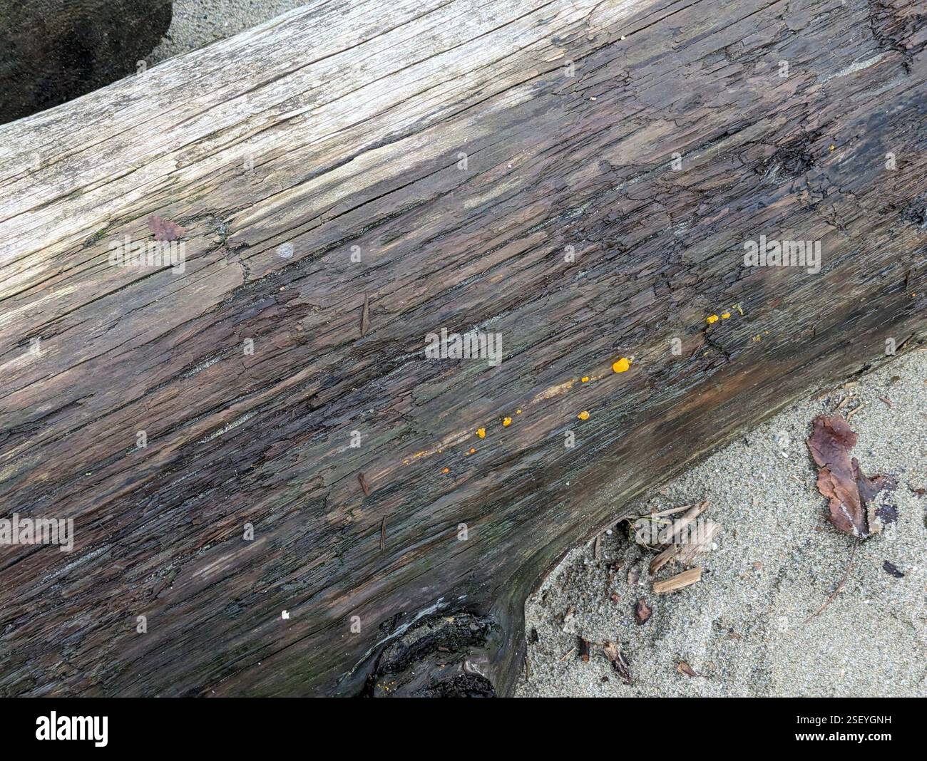Jelly Spot Fungus (Dacrymyces stillatus), Fungi, West End, Vancouver ...