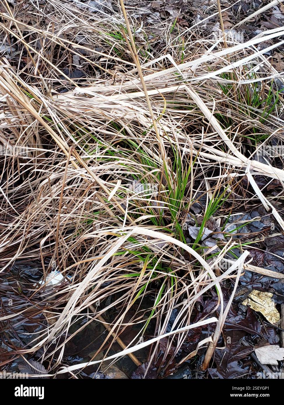 grasses (Poaceae), Plantae, Gainesville, VA, USA, Growing in very wet ...