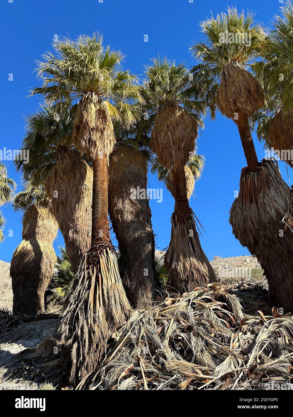 California fan palm (Washingtonia filifera), Plantae, Indio Hills Palms ...