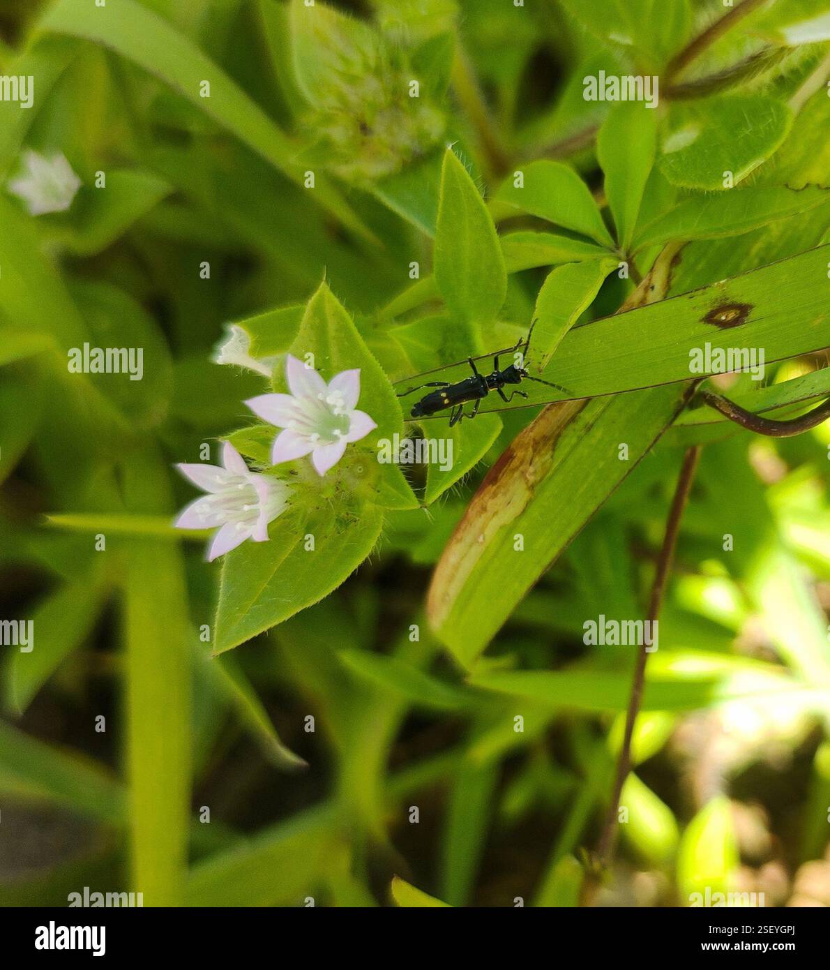 (Malthesis), Insecta, Ibituruna Stock Photo - Alamy