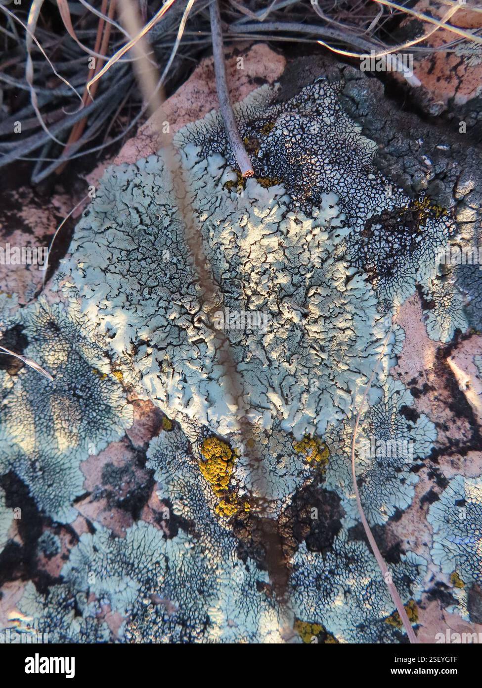 shield lichens (Parmelia), Fungi, Wind Cave National Park, Custer ...
