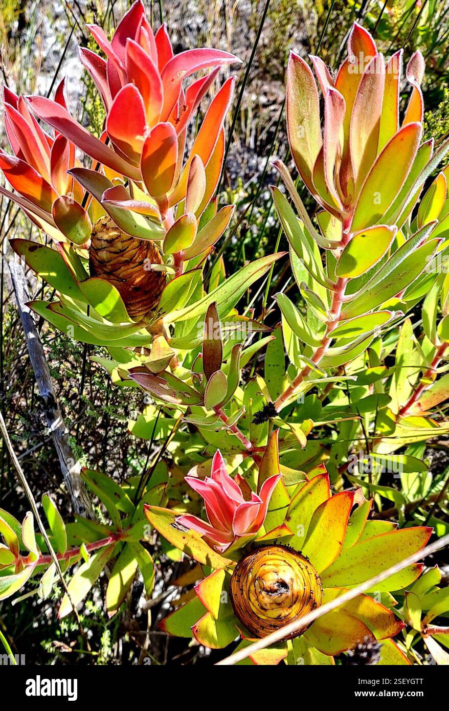 Broadleaf Conebush (Leucadendron gandogeri), Plantae, Pringle Bay, near ...